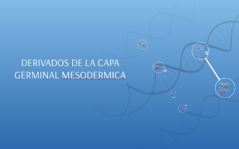 DERIVADOS DE LA CAPA GERMINAL MESODERMICA by Saray Ponce on Prezi