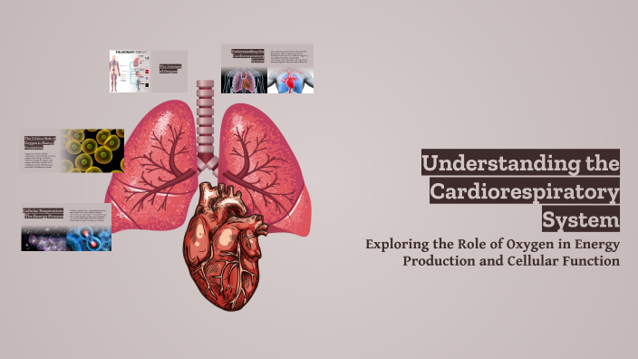 Understanding the Cardiorespiratory System by Dustin Shier on Prezi