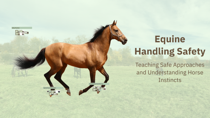 Equine Handling Safety by Allison HAMMERS on Prezi