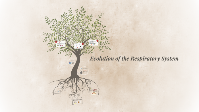 Evolution of the Respiratory System by Vivian Han on Prezi