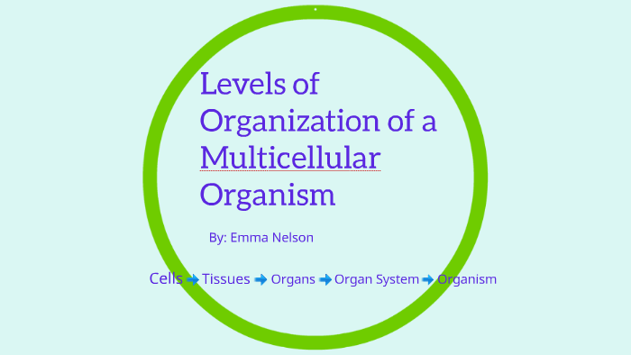 Levels of Organization Project by Emma Nelson by Emma Nelson on Prezi