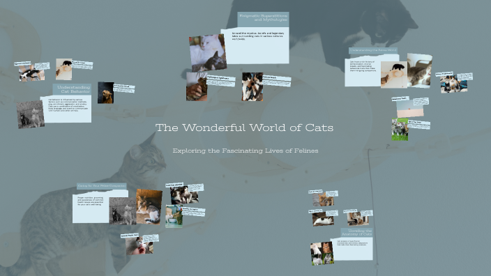 The Fascinating World of Cats by ROHIT YADAV on Prezi