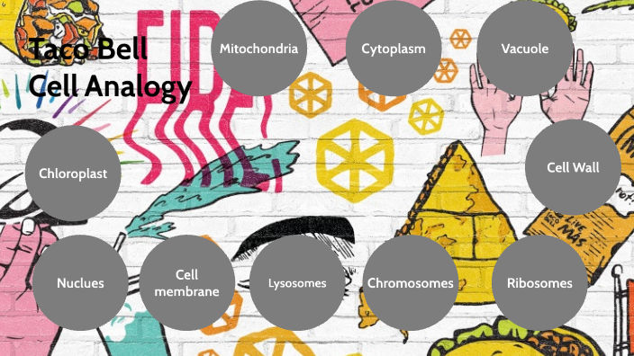Taco Bell Cell Analogy by Zaria Harrell on Prezi