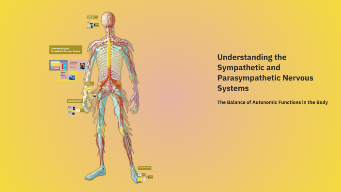 Understanding the Sympathetic and Parasympathetic Nervous Systems by ...