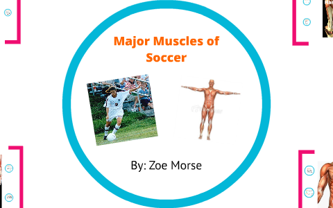 Major Muscles in Soccer by Zoe Morse on Prezi