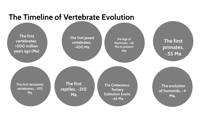The Timeline of Vertebrate Evolution by Benjamin Palma on Prezi