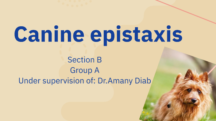 Epistaxis in Dogs by Tassniem Hussein on Prezi