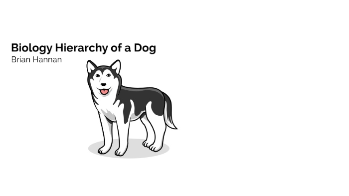 Biology Hierarchy of a Dog by BRIAN HANNAN on Prezi