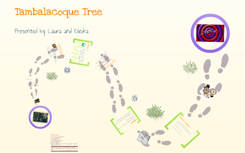Tambalacoque Tree by Mori Rascal on Prezi