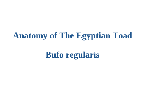 Bufo regularis dissection (zoology) by Peter Seweha on Prezi