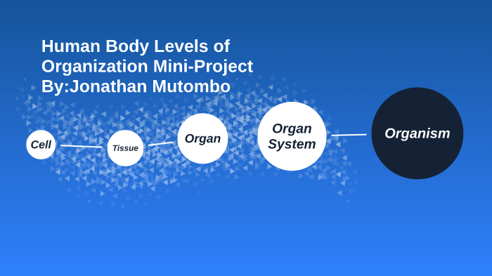 Human Body Levels of Organization by Jonathan Mutombo on Prezi