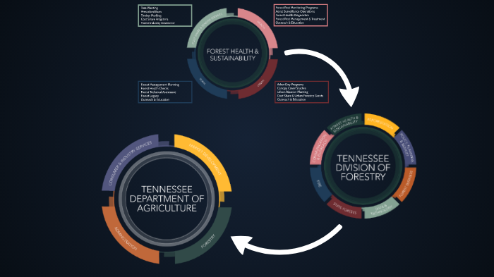 DOA Hierarchy by Emily Ford on Prezi