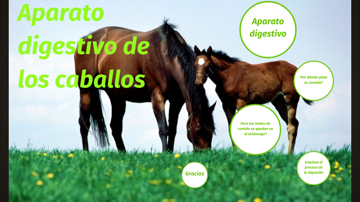 Aparato digestivo de los caballos by Francisco Reyes on Prezi