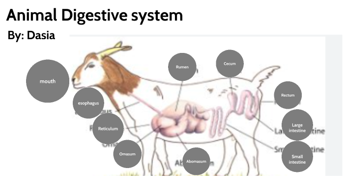 Animal digestive system by Dasia McNeill on Prezi