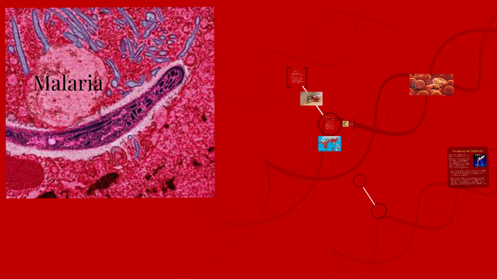 Malaria by Cyrus Cooney