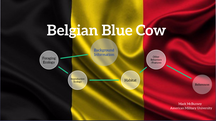 Belgian Blue by Mark McBurney on Prezi