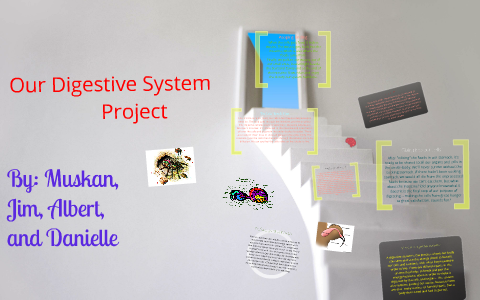 Spider Digestive System by Muskan Fatima on Prezi