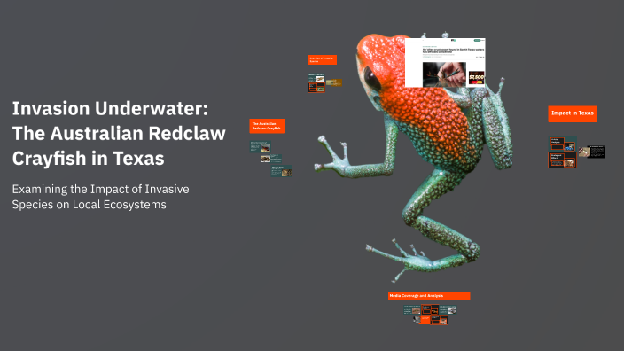 Invasion Underwater: The Australian Redclaw Crayfish in Texas by SAHIL ...