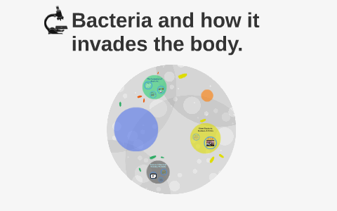 Bacteria and how it invades the body. by Indonesia Powell on Prezi