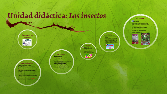Unidad didáctica de los insectos by Alba Hernández on Prezi