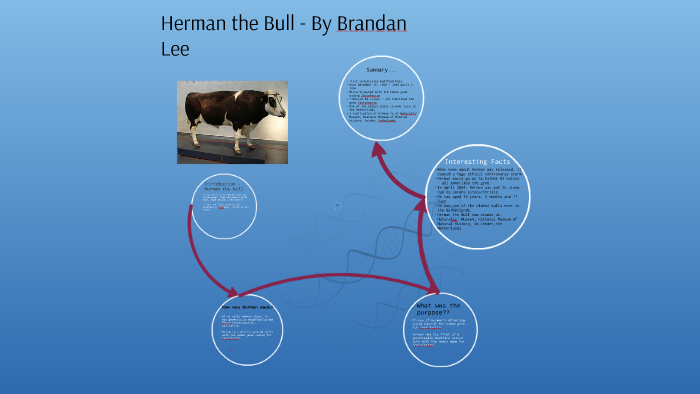 Herman the Bull - By Brandan Lee by Brandan Lee on Prezi