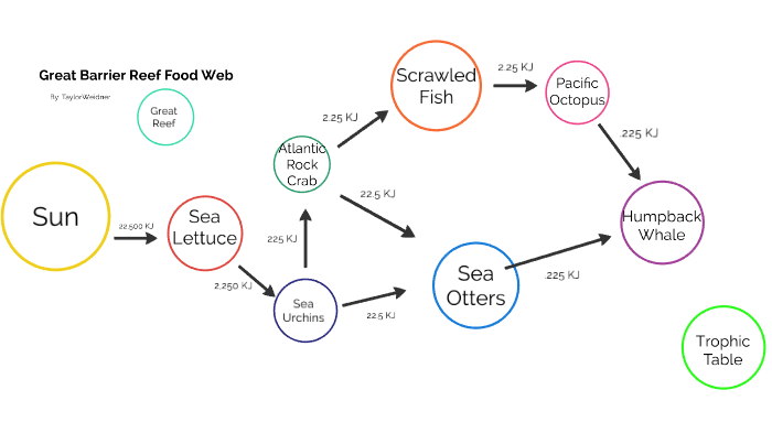 Great Barrier Reef Food Web by taylor weidner on Prezi
