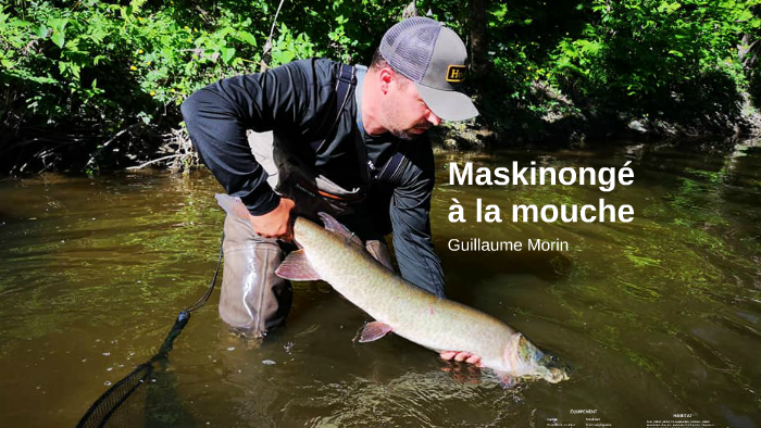Pêcher le Maskinongé à la mouche by Guillaume Morin on Prezi