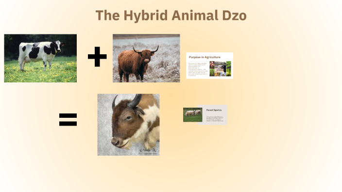 The hybrid animal dzo by Augustus Pfeiffer on Prezi