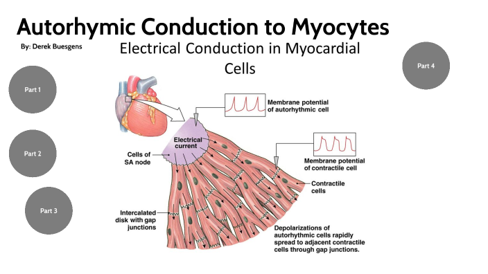 Autorhymic conduction to myocytes by Derek Buesgens on Prezi