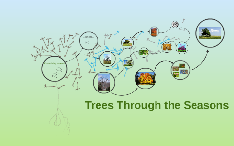 Trees Through the Seasons by Laura Moore on Prezi
