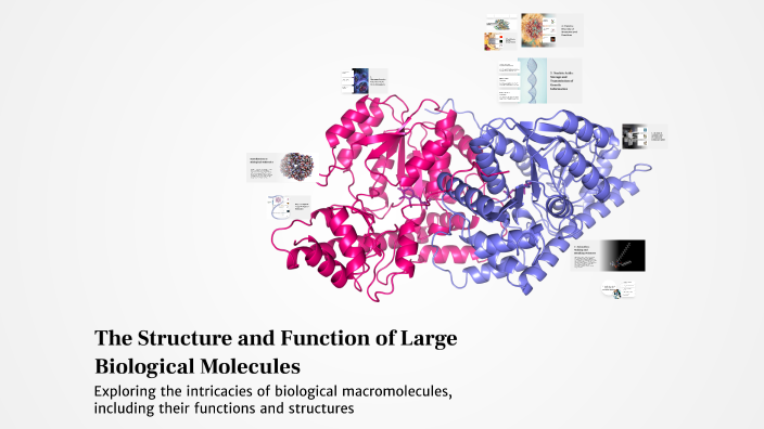 The Structure and Function of Large Biological Molecules by Farjana ...
