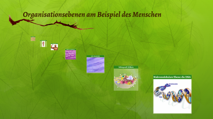 Organisationsebenen am Beispiel Mensch by Hans Wurst on Prezi