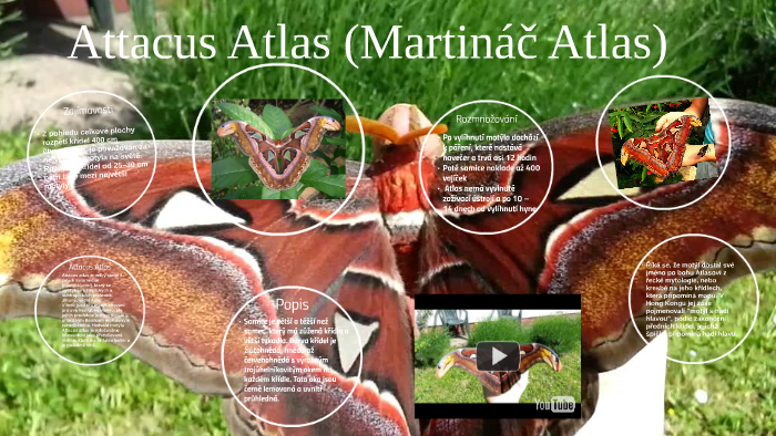 Attacus Atlas (Martináč Atlas) by kiki benji on Prezi