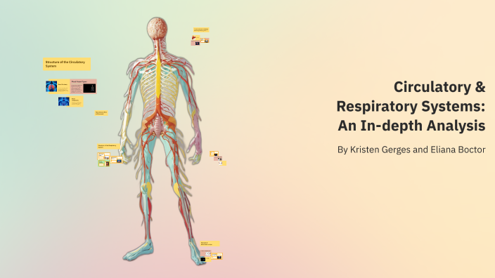 Circulatory & Respiratory Systems: An In-depth Analysis by kristen ...