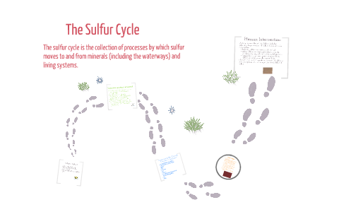 The Sulfur Cycle by Jenissa Graham on Prezi