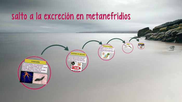 salto a la excrecion en metanefridios by SANTIAGO JIMENEZ on Prezi