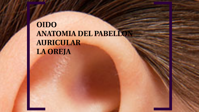 patologias de la oreja by cristian medina on Prezi