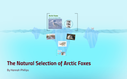 The Natural Selection of Arctic Foxes by Hannah Phillips on Prezi