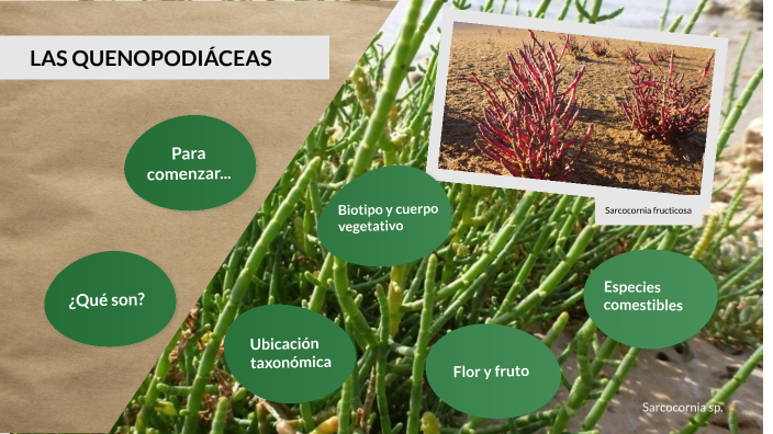LAS QUENOPODIÁCEAS by María Jesús Collado Gómez on Prezi