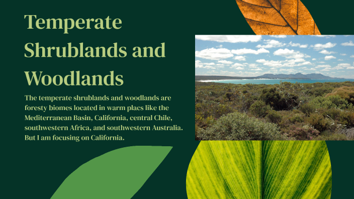 Temperate Shrublands and Woodlands by Aidan Bakke on Prezi
