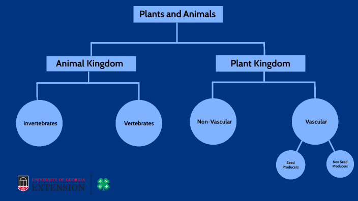 Plant and Animal Classification by Brittani Lee on Prezi