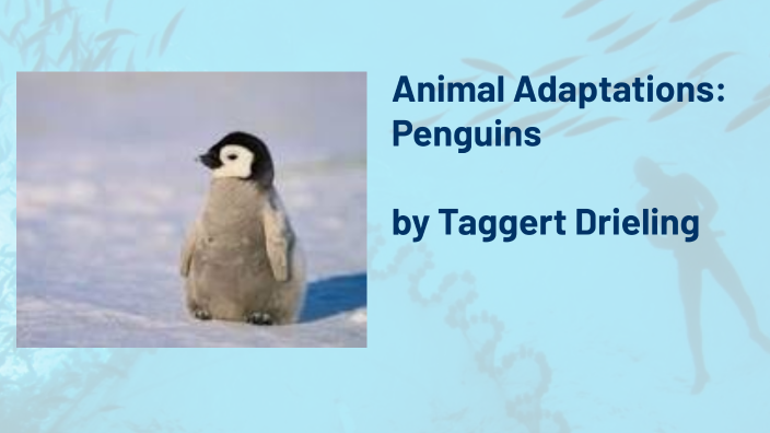 Animal Adaptations: Penguins by Taggert Drieling on Prezi