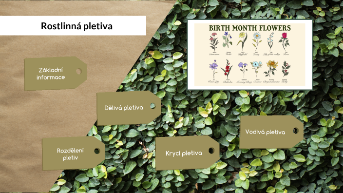 Rostlinná pletiva by Adélka Špicarová on Prezi