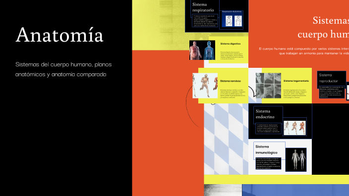 Anatomía by Nés Vásquez on Prezi