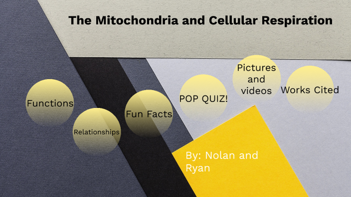 Mitochondria & cellular Respiration by Ryan Brookman on Prezi
