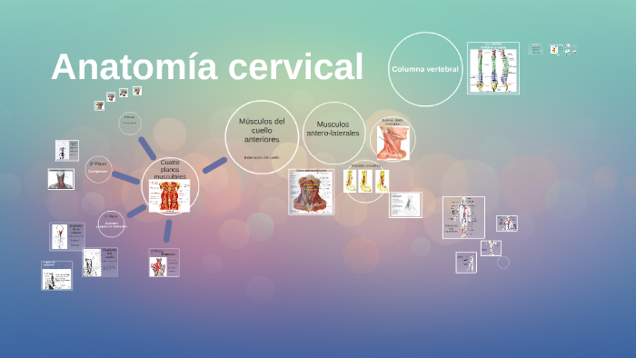 Anatomía cervical by valentin sanchez on Prezi