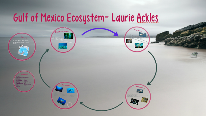 Gulf of Mexico- Ecosystem Food Web by Laurie Ackles on Prezi