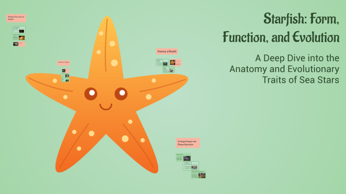 Starfish: Form, Function, and Evolution by Mr. Terrore on Prezi