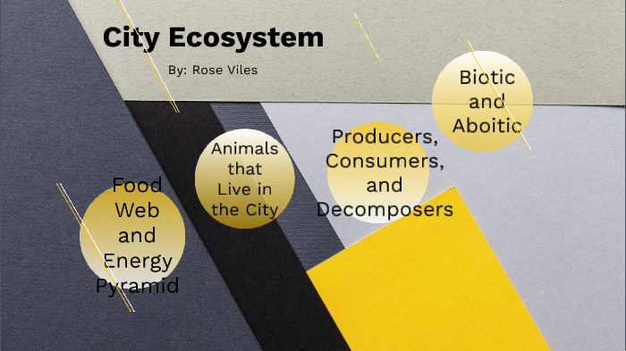 Food Web Rose Viles by Rose Viles on Prezi
