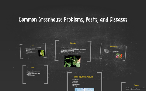 Common Greenhouse Pests and Diseases by Morgan Smith on Prezi